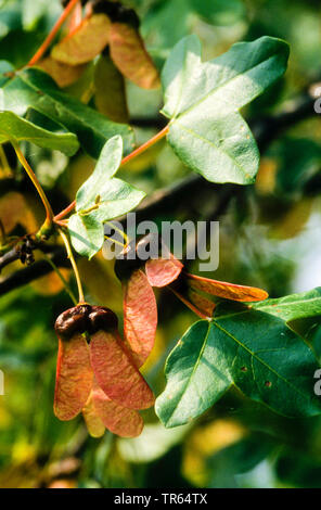 Montpellier maple, French maple (Acer monspessulanum), tree at a wall ...