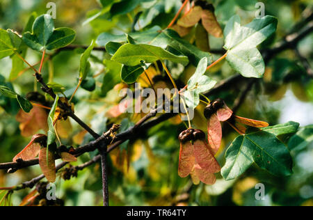 Montpellier maple, French maple (Acer monspessulanum), tree at a wall ...