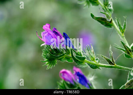 bugloss, salvation jane, Paterson's Curse, Patterson's Curse, Patersons ...