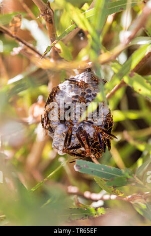 golden paper wasp, northern paper wasp (Polistes fuscatus ), nest, USA ...