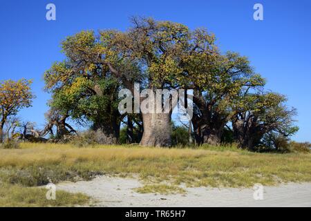 The Baines Baobabs baobab trees, Adansonia digitata. This formation of baobab trees is also ...