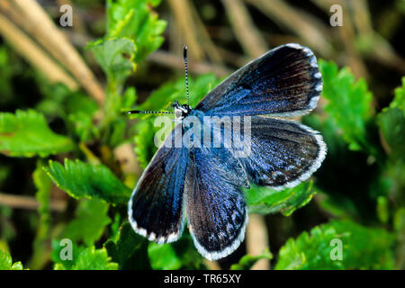 baton blue (Philotes baton, Pseudophilotes baton, Lycaena baton ...