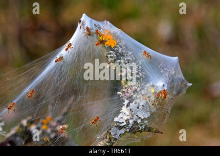 mygalomorph spider (Atypus piceus), young spiders at a gossamer ...