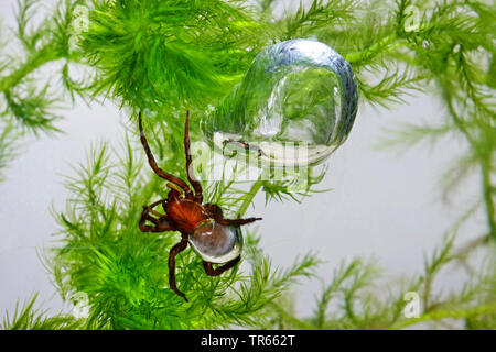 Water Spider or Diving Bell Spider (Argyroneta aquatica), captive ...