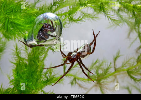 Diving bell spider Stock Photo - Alamy