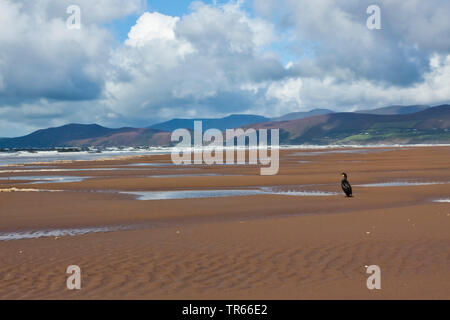 Great cormorant (Phalacrocorax carbo) on water Stock Photo - Alamy