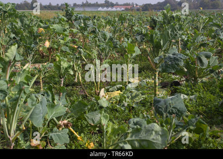 Marrow-stem kale (Brassica medullosa, Brassica oleracea var. medullosa ...