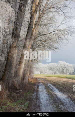 Path On The Edge Of The Forest, Trees With Hoarfrost, North Rhine ...
