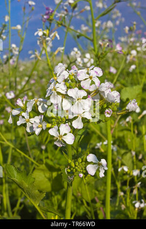 Field with oil radish (Raphanus sativus var. oleiformis Stock Photo - Alamy