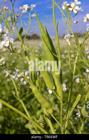garden radish, Chinese redish, fodder radish (Raphanus sativus var ...