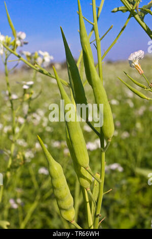 garden radish, Chinese redish, fodder radish (Raphanus sativus var ...
