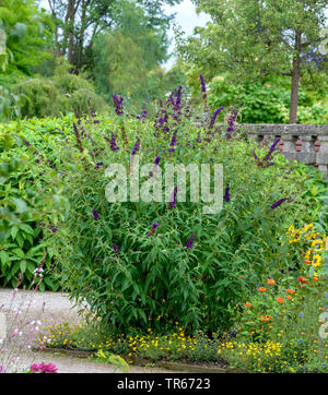 Buddleia davidii, Violet Lilac or Butterfly Bush blooming on a green ...