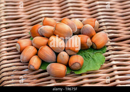 Hazelnut (Corylus avellana), fruits, nuts, with shell, unpeeled, Czech ...