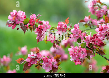 Apple blossom of Malus 'Rudolph' ornamental crabapple urban tree ...