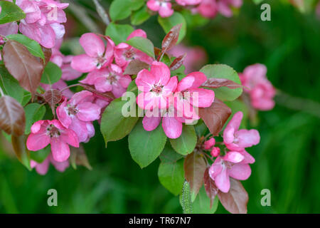 Apple blossom of Malus 'Rudolph' ornamental crabapple urban tree ...