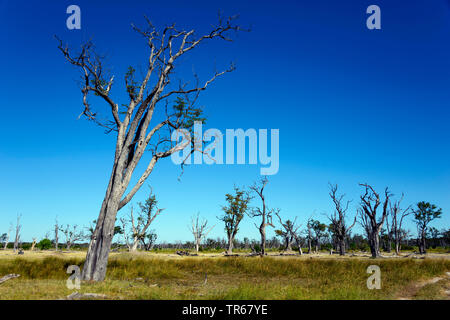 Okavango Wetlands, Okavango Delta, UNESCO World Heritage Site, Ramsar ...