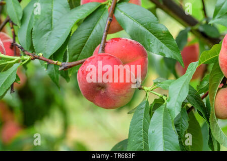 Plate Peach (Prunus persica 'Ufo 4', Prunus persica Ufo 4), peaches on ...