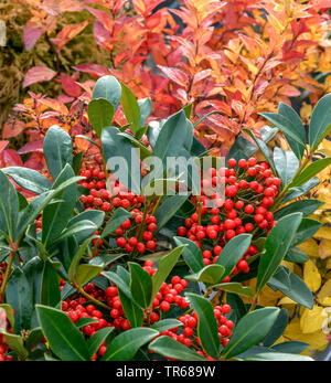 Japanese Skimmia (Skimmia japonica 'Pabella', Skimmia japonica Pabella ...