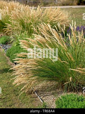 Achnatherum Feather Grass Spear Grass Stipa calamagrostis Algaeu Stipa calamagrostis Algaeu Achnatherum calamagrostis cultivar Algaeu Germany Thueringen Stock Photo Alamy