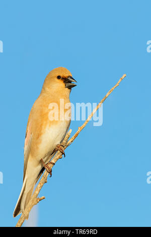 desert finch, lichtenstein's desert finch (Rhodospiza obsoleta ...
