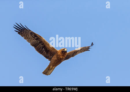 booted eagle (Hieraaetus pennatus), in flight, light morph, Spain ...