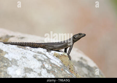 Cape Girdled Lizard (Cordylus cordylus) adult, resting on rock in ...