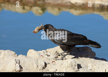 Cape Crow or Black Crow (Corvus capensis), Hwange National Park ...
