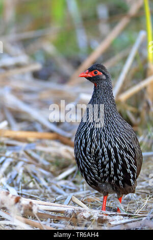 Cape spurfowl sitting on the ground in South Africa. Cape Francolin ...