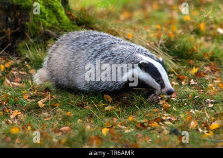 European badger (Meles meles), running in a meadow, Czech Republic ...