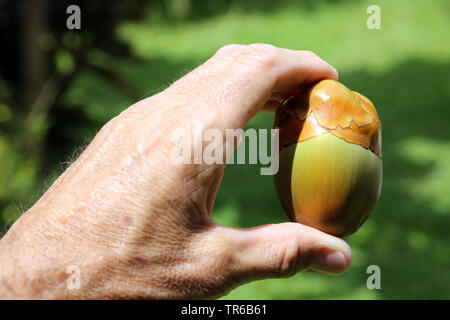 coconut (Cocos nucifera), small coconut fruit in an early stage of ...