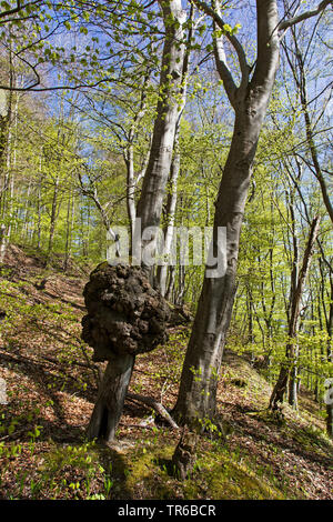 common beech (Fagus sylvatica), canker at a beech, Germany, Baden ...