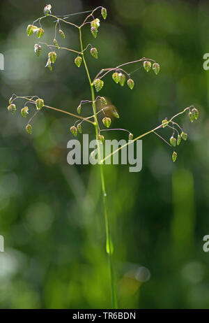 Quaking Grass Briza media inflorescences in species rich limestone turf ...