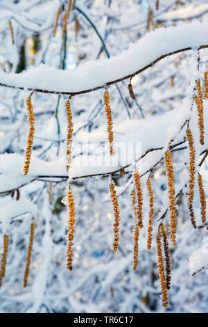 Hazelnut blossom in Germany in wintertime Stock Photo - Alamy
