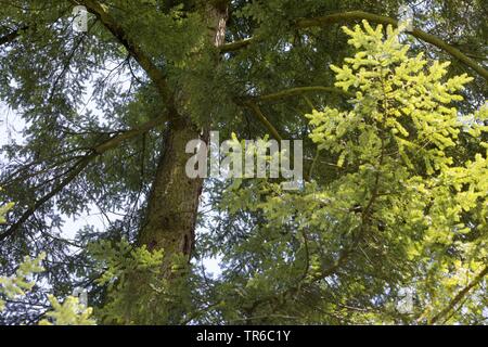 Eastern Hemlock (Tsuga canadensis), twig with cones Stock Photo - Alamy