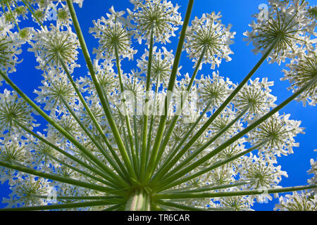 Worm's-eye view of Giant hogweed / cartwheel-flower (Heracleum ...
