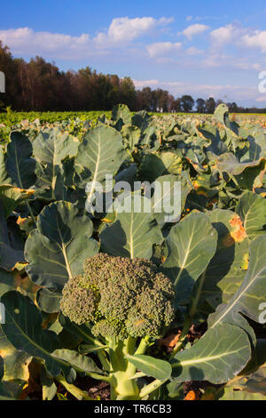 Italian broccoli, sprouting broccoli (Brassica oleraceae var. italica ...