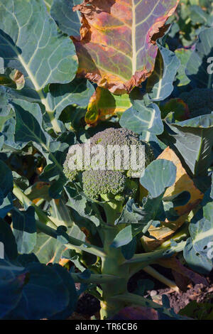 Italian broccoli, sprouting broccoli (Brassica oleraceae var. italica ...