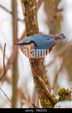 One Eurasian Nuthatch perches on a bird feeder in a garden in Provence ...