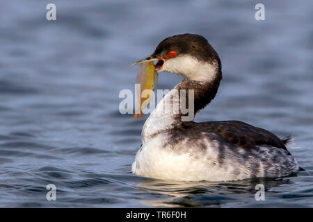 Slavonian Grebe (Podiceps auritus) hunting Whitlingham CP Norwich UK GB ...