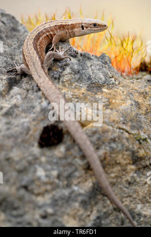 A lizard on a rock from behind leaves Stock Photo - Alamy