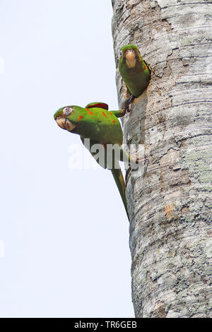 cuban conure (Aratinga euops), pair at the breeding cave on a palm ...