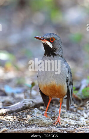 Red Legged Thrush Turdus plumbeus Stock Photo - Alamy