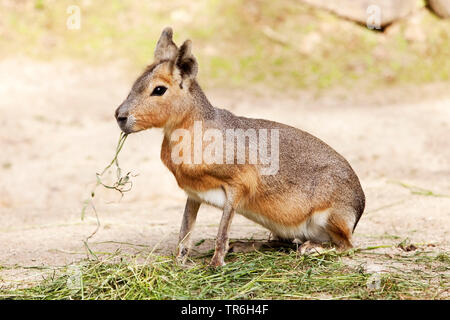 Mara, Pampashase, Grosser, Dolichotis Stock Photo: 85901152 - Alamy