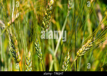 Durum Wheat, Macaroni Wheat (Triticum durum), seeds. Studio picture ...