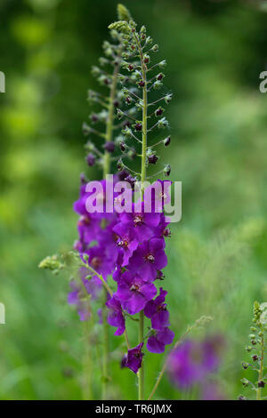 purple mullein, ornamental mullein (Verbascum phoeniceum), in rich ...