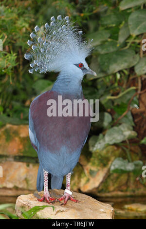 Maroon-breasted crowned pigeon, Scheepmaker's Crowned-pigeon, Southern ...