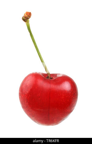 Sweet cherry (Prunus avium 'Samba', Prunus avium Samba), cherry of the ...