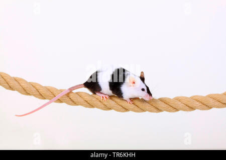 Fancy Mouse balancing on a rope, a domesticated form of the House Mouse ...