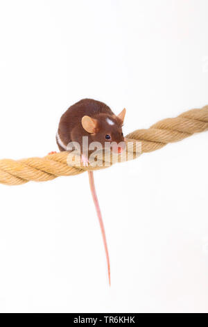 Fancy Mouse balancing on a rope, a domesticated form of the House Mouse ...