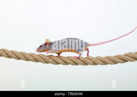 Fancy Mouse balancing on a rope, a domesticated form of the House Mouse ...